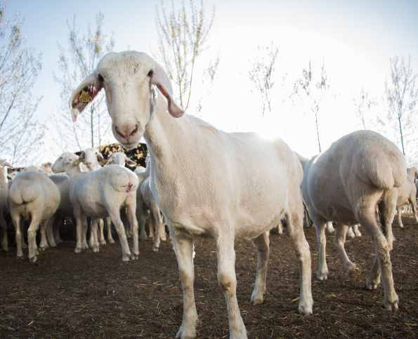 ASSAF Sheep